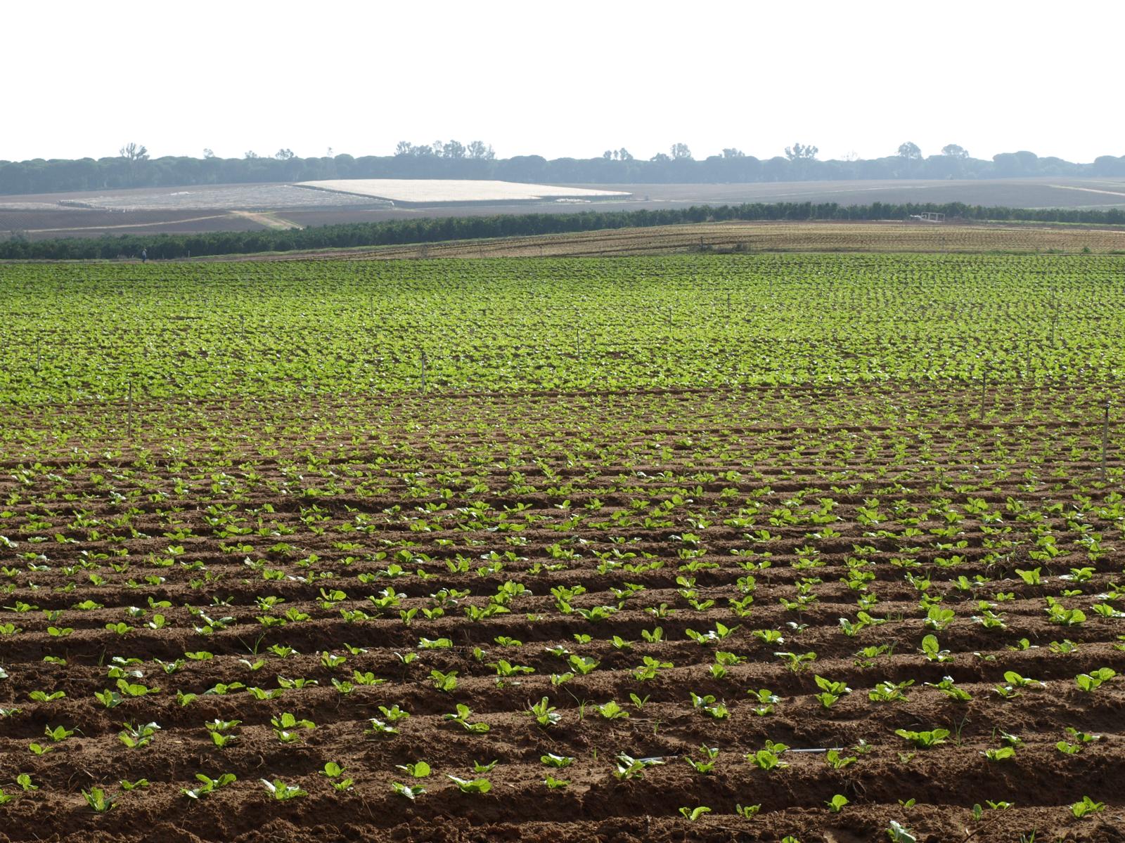 Estado de los cultivos y la ganadería – Información agraria y pesquera ...